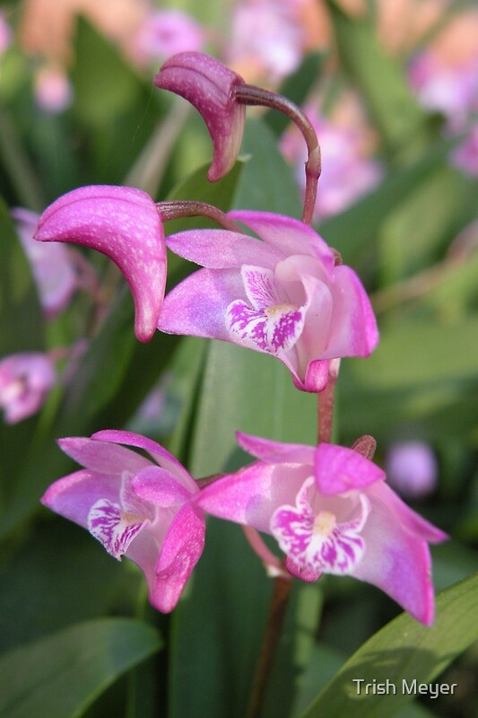 "Australian Native Orchids." by Trish Meyer | Redbubble