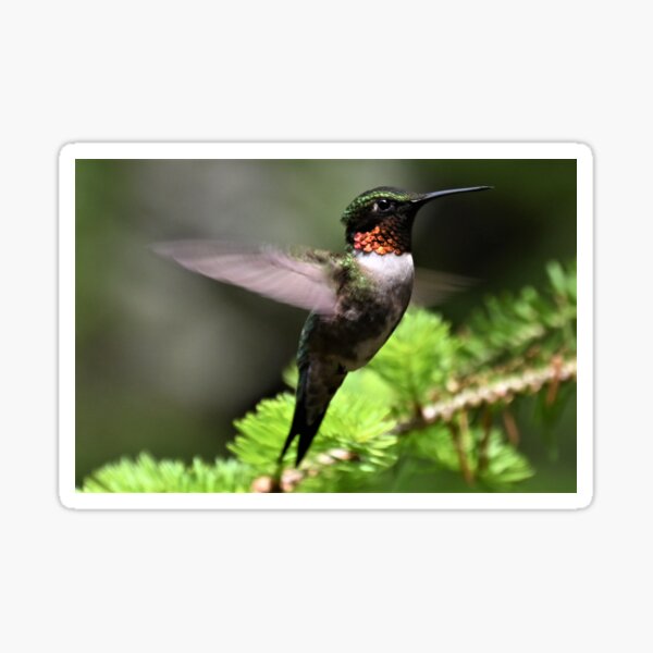 "Hummingbird" Sticker for Sale by KBarrett-ForAwe | Redbubble