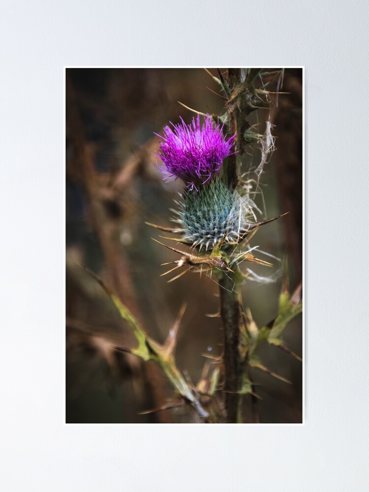 "Thistle" Poster for Sale by Claire-Hawken | Redbubble