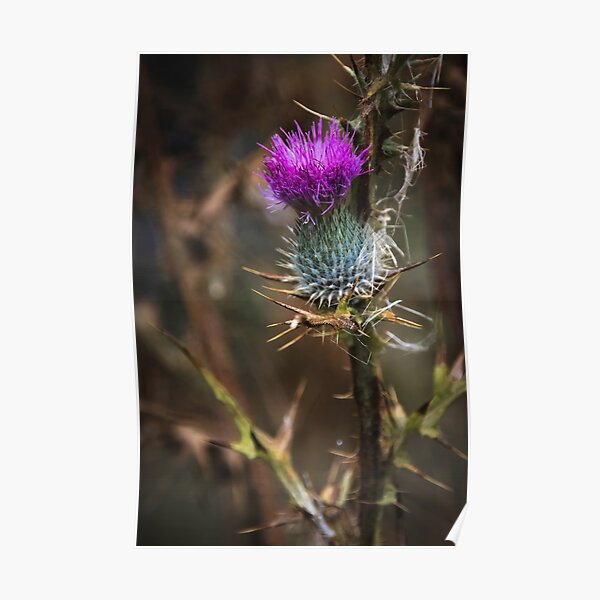 "Thistle" Poster for Sale by Claire-Hawken | Redbubble