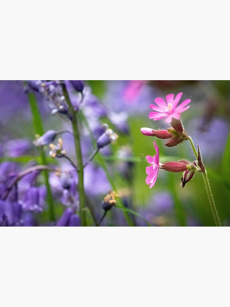 "Spring flowers" Poster for Sale by Claire-Hawken | Redbubble