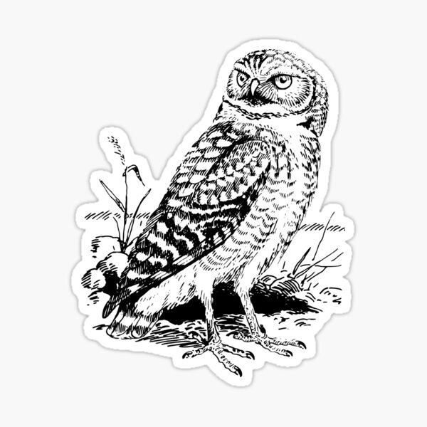 "Strigiformes , All occasions, holidays and celebrations, father ...