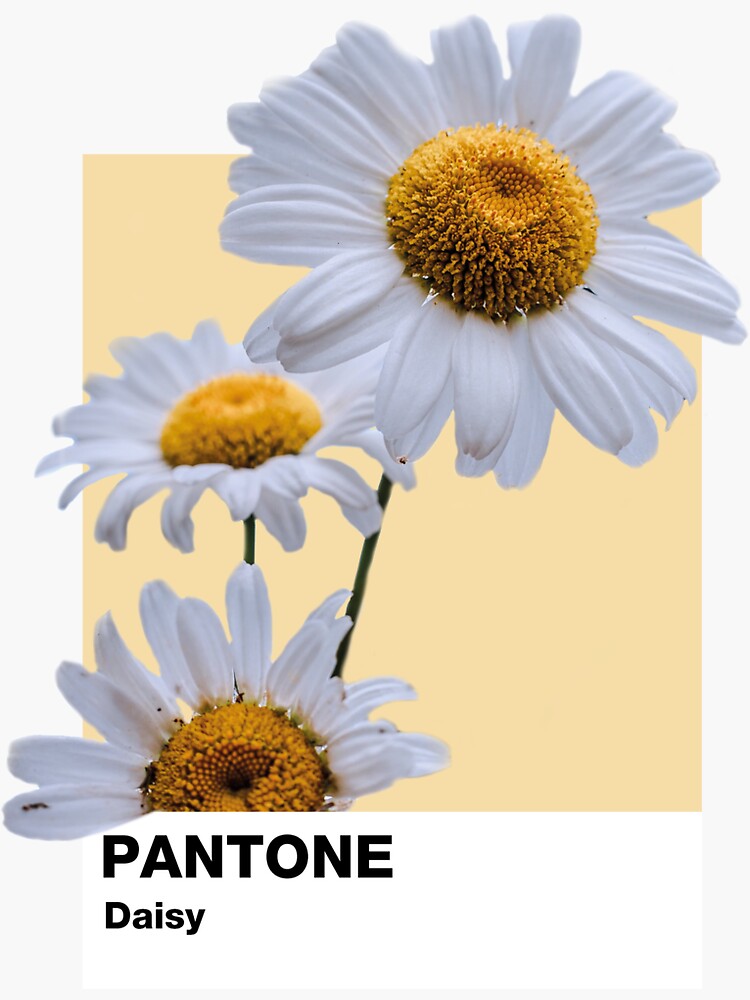 "pantone daisy" Sticker for Sale by barbonellas | Redbubble