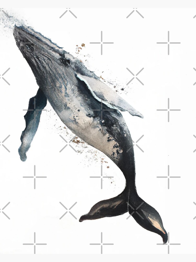 "Humpback whale breaching: Ink and watercolour " Sticker for Sale by ...