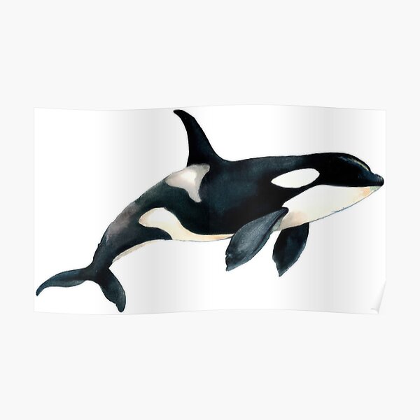 "Watercolour illustration of an orca" Poster for Sale by betes-etranges ...