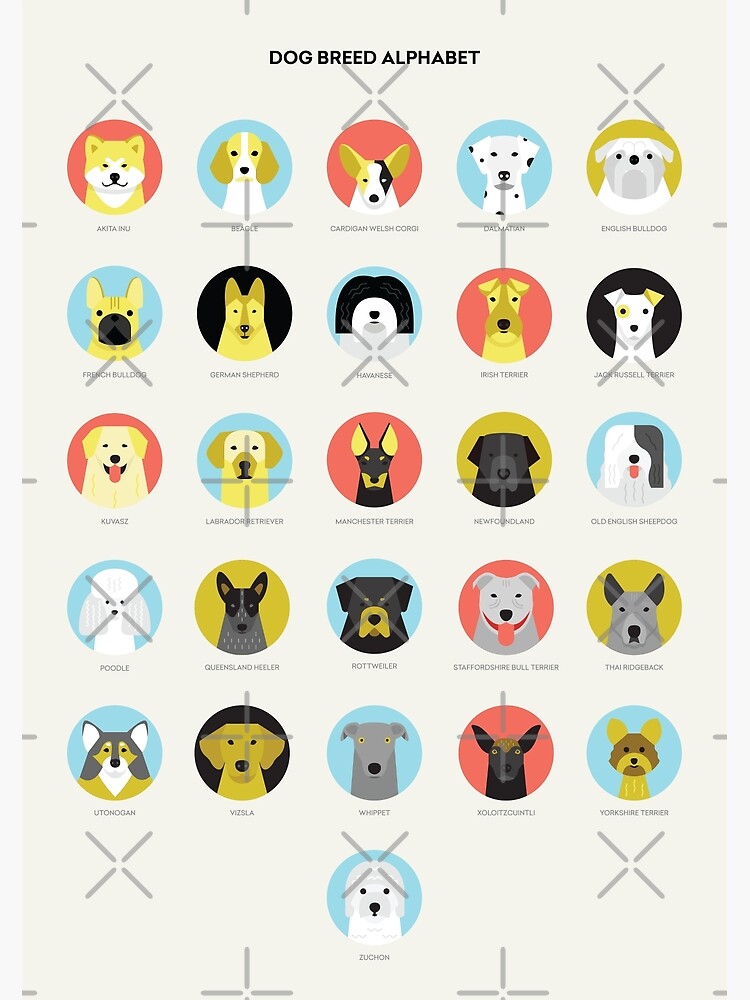 "Dog Breed Alphabet" Poster for Sale by p-o-o-l | Redbubble