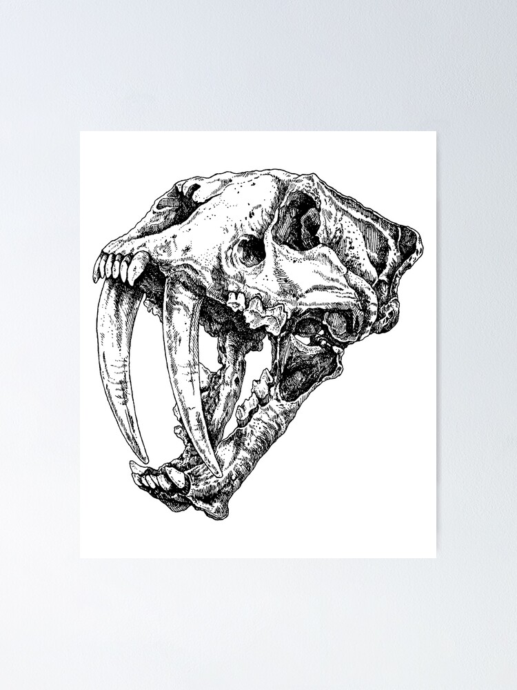 "Sabertooth Skull - Smilodon Skull - black" Poster for Sale by ...