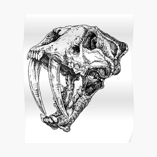 "Sabertooth Skull - Smilodon Skull - black" Poster for Sale by ...