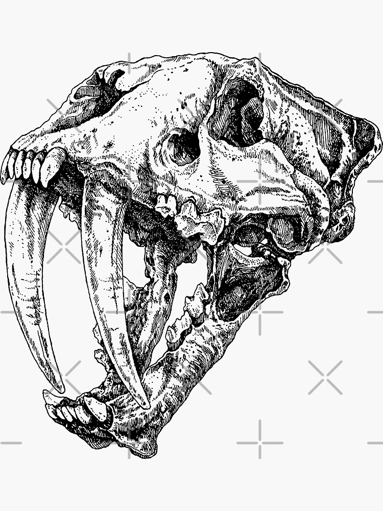 "Sabertooth Skull - Smilodon Skull - black" Sticker for Sale by ...
