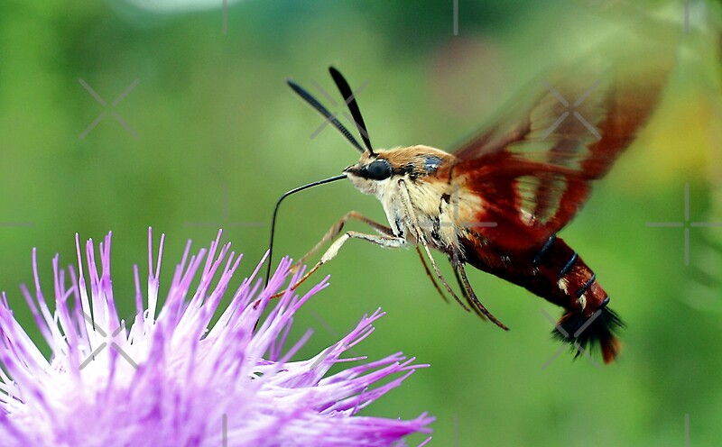 "Sweet Tooth (Hummingbird Moth)" by mikrin | Redbubble