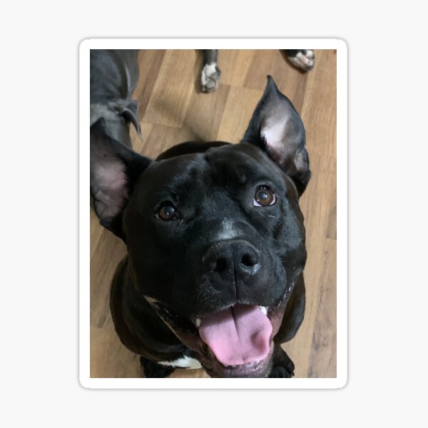 "Black dog smiling" Sticker for Sale by CRobPrintz | Redbubble