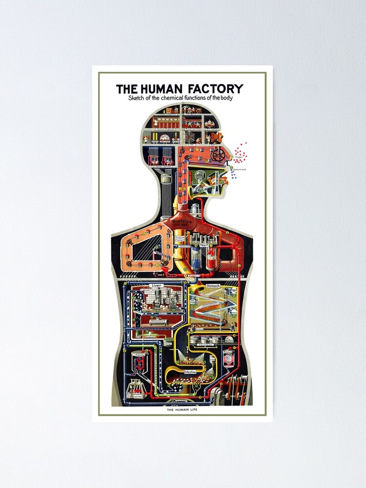 Póster «El hombre como palacio industrial o fábrica humana, boceto de ...