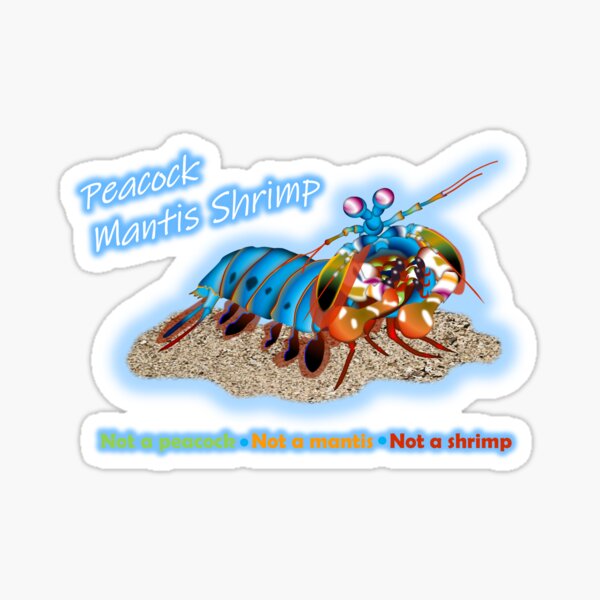 "Mini-Monsters of the Deep: Peacock Mantis Shrimp" Sticker for Sale by ...