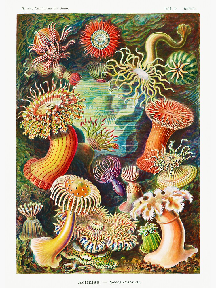 "Actiniae–Seeanemonen from Kunstformen der Natur (1904) by Ernst ...