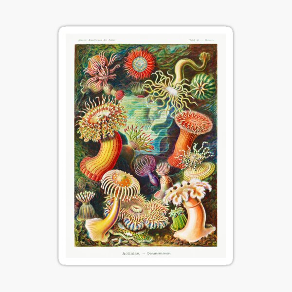 "Actiniae–Seeanemonen from Kunstformen der Natur (1904) by Ernst ...