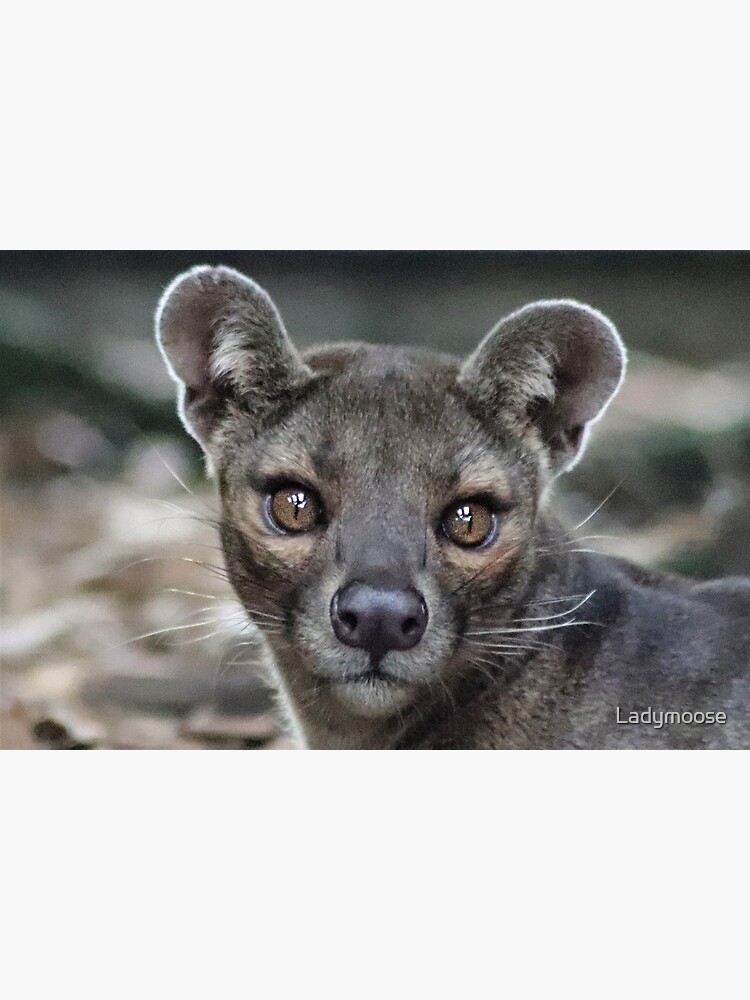 "Fossa Portrait" Poster for Sale by Ladymoose | Redbubble