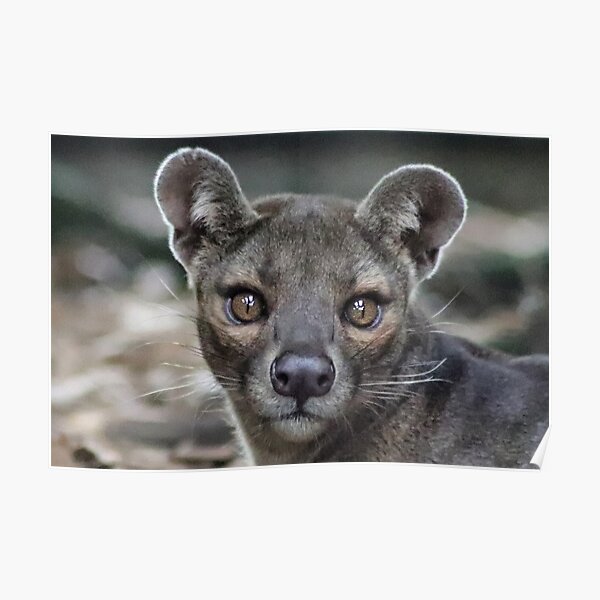 "Fossa Portrait" Poster for Sale by Ladymoose | Redbubble