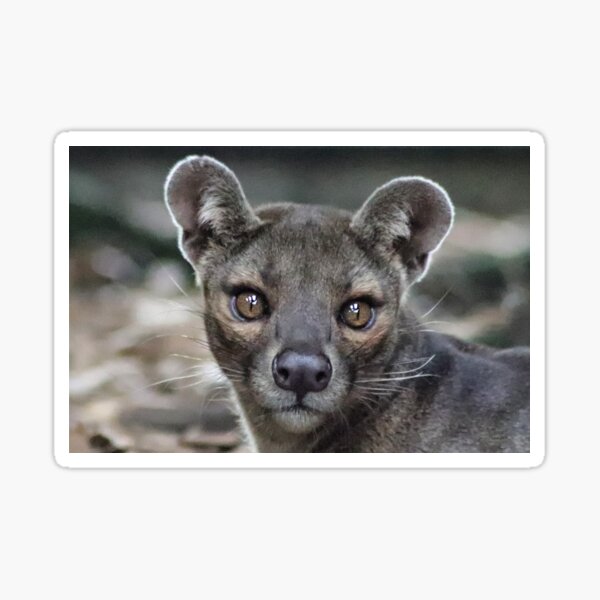 "Fossa Portrait" Sticker for Sale by Ladymoose | Redbubble