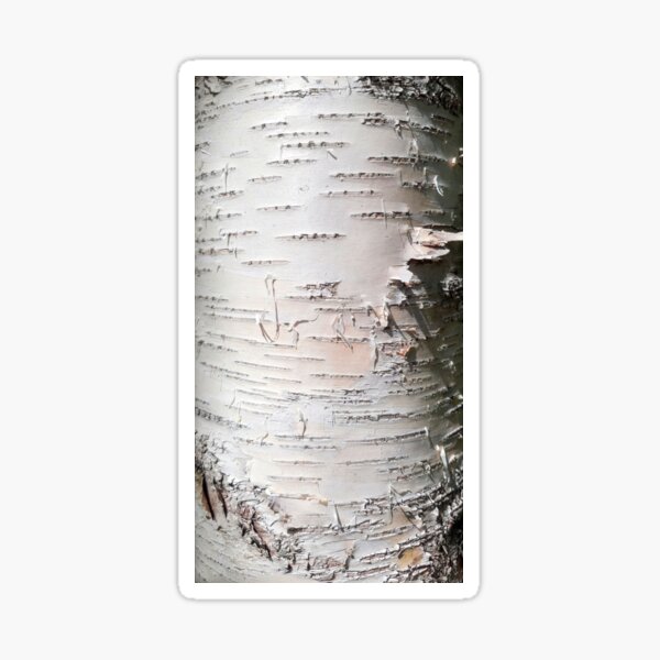 "Sunny Exuberance #1 - Birch Tree Bark" Sticker for Sale by AHA-nature ...