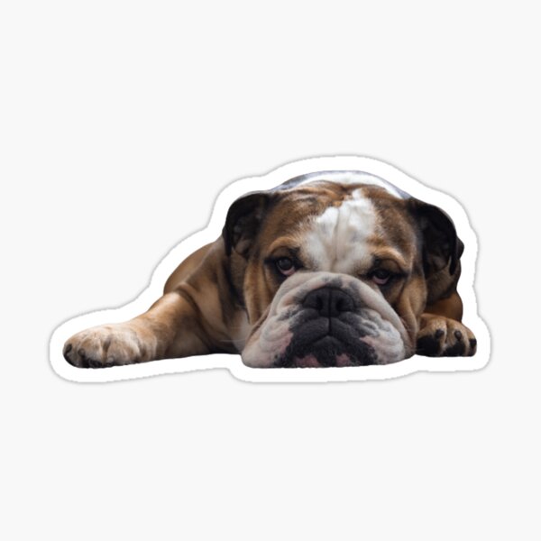 "Lazy Bull Dog" Sticker for Sale by Timelessimage | Redbubble