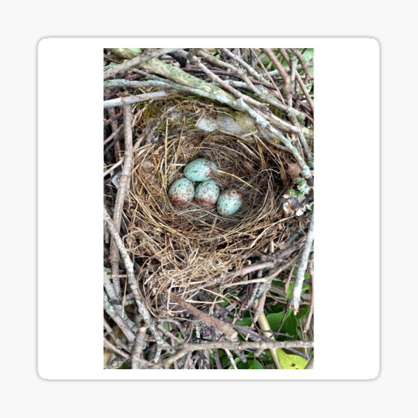 "Family Nest" Sticker for Sale by proudmom410 | Redbubble