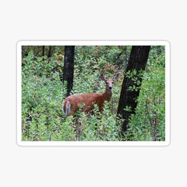 "Whitetailed Doe" Sticker for Sale by alycetaylor | Redbubble