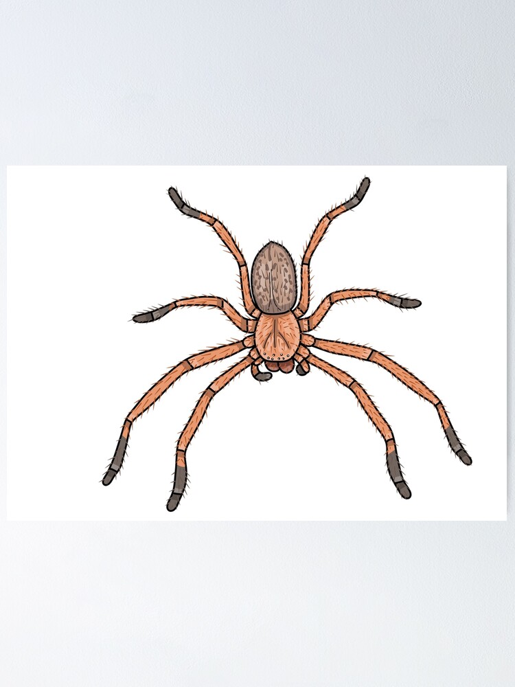 "Delena Cancerides social huntsman" Poster for Sale by Artbychb | Redbubble