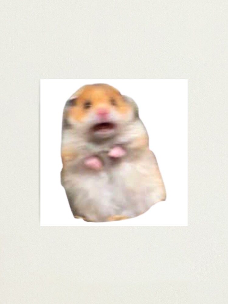 "Scared Hamster Meme" Photographic Print for Sale by the-al-foil ...