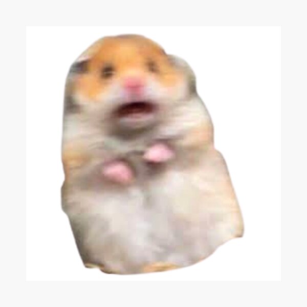 "Scared Hamster Meme" Photographic Print for Sale by the-al-foil ...