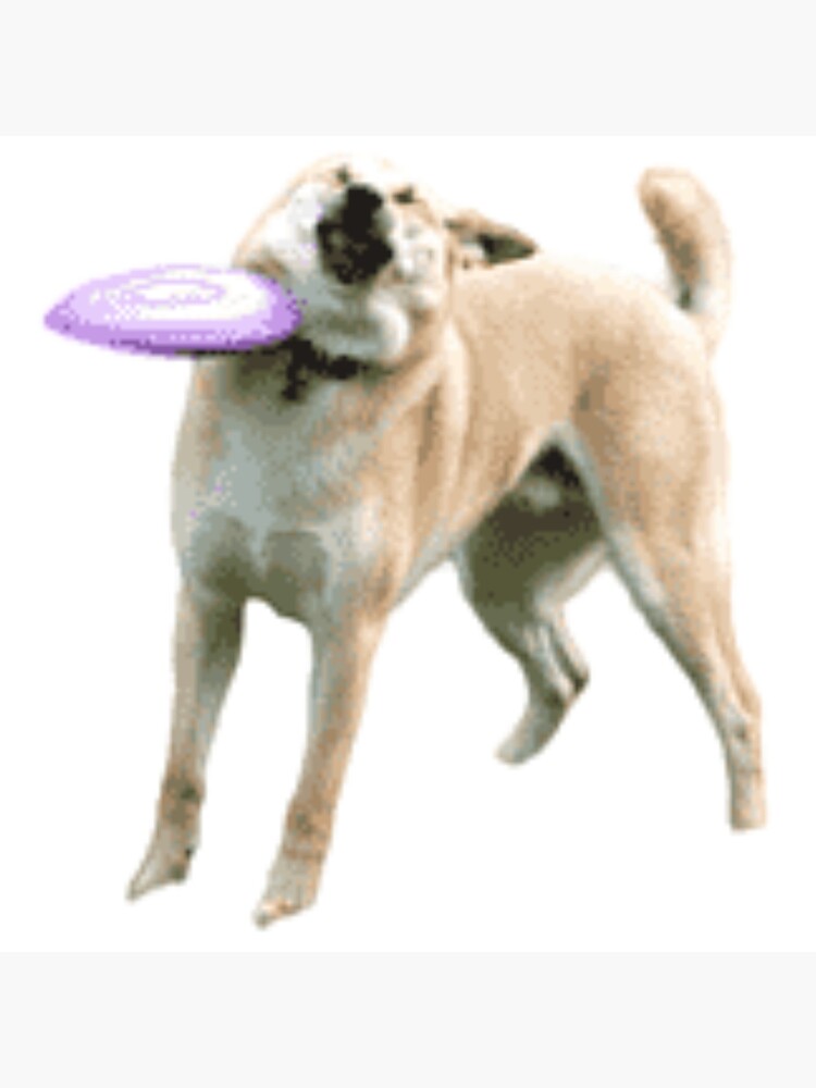 Doge Frisbee Memes