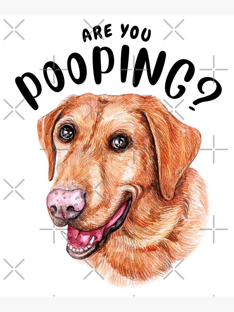 Póster «Labrador es usted Pooping baño de No encuentra el producto que ...