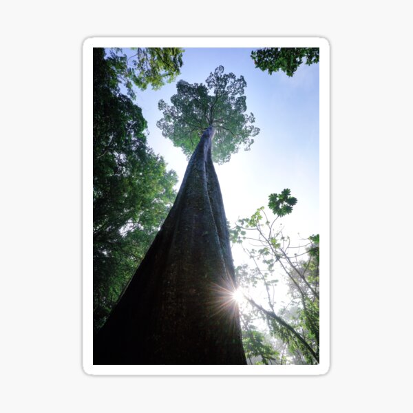 "Tall tree rising" Sticker for Sale by sinseeho | Redbubble