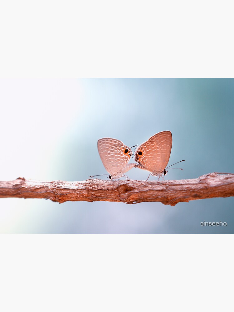"Butterfly Cycad Blue mating" Sticker for Sale by sinseeho | Redbubble