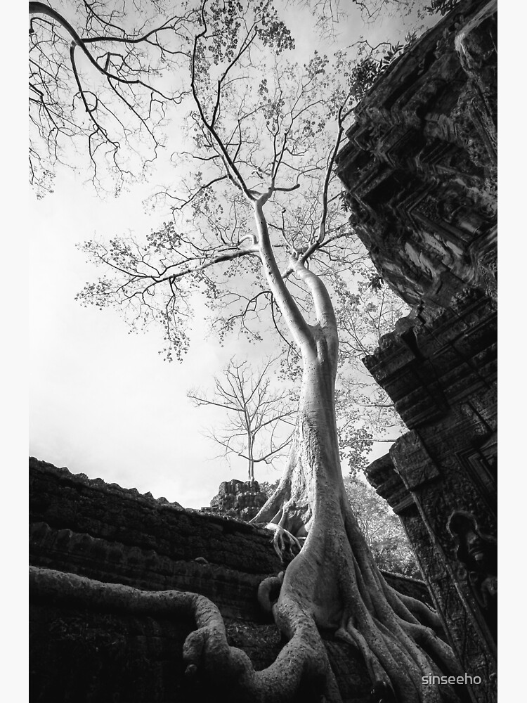 "Ta Prohm Beauty in Black and White" Sticker for Sale by sinseeho ...