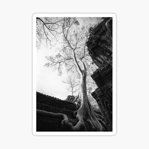 "Ta Prohm Beauty in Black and White" Sticker for Sale by sinseeho ...