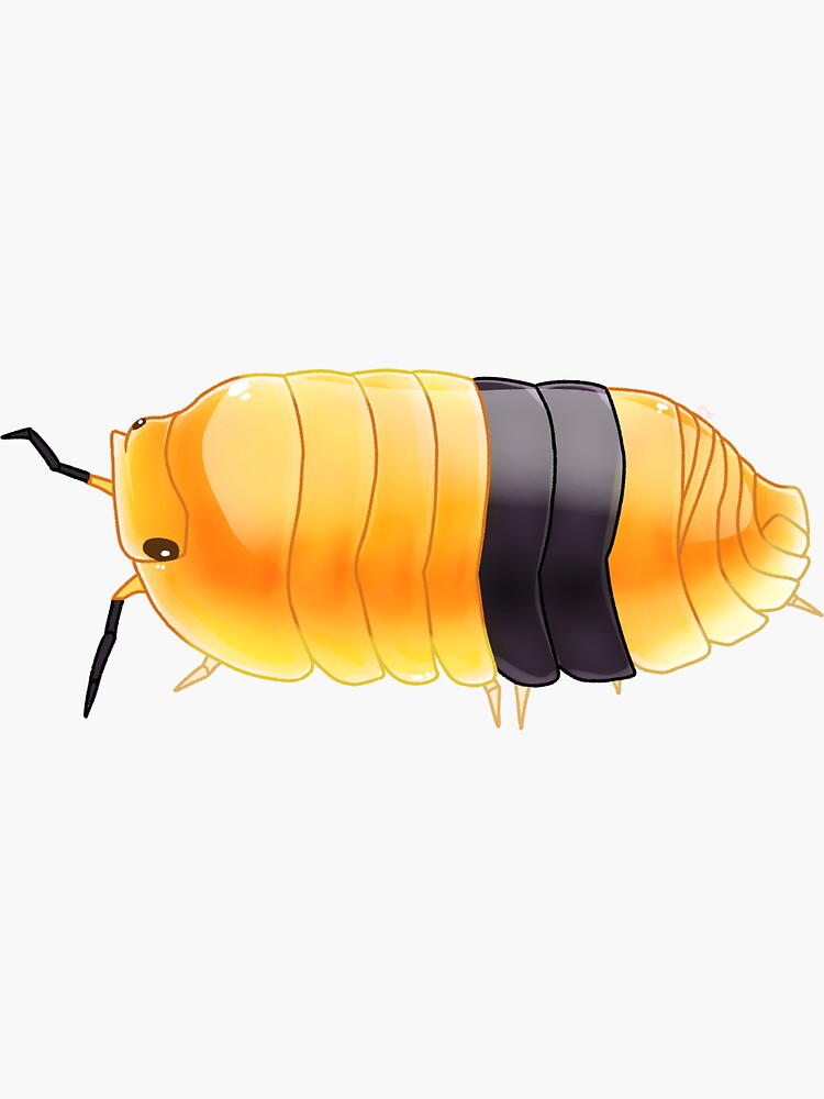 "Cubaris Sp. Amber isopod !" Sticker for Sale by Evavaix | Redbubble
