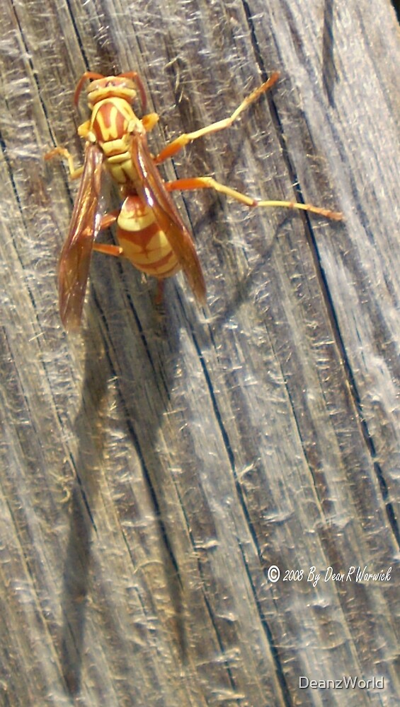 "Monogrammed Wasp and Shadow" by DeanzWorld | Redbubble