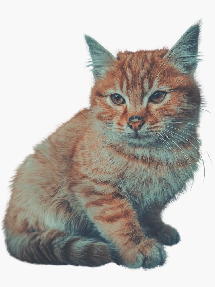 "Cute Cat looks like a Fox" Sticker for Sale by Thinesy | Redbubble