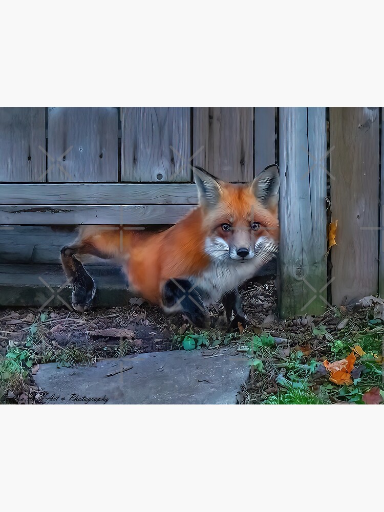 "Caught in the Act Red Fox" Sticker for Sale by Annariaart | Redbubble