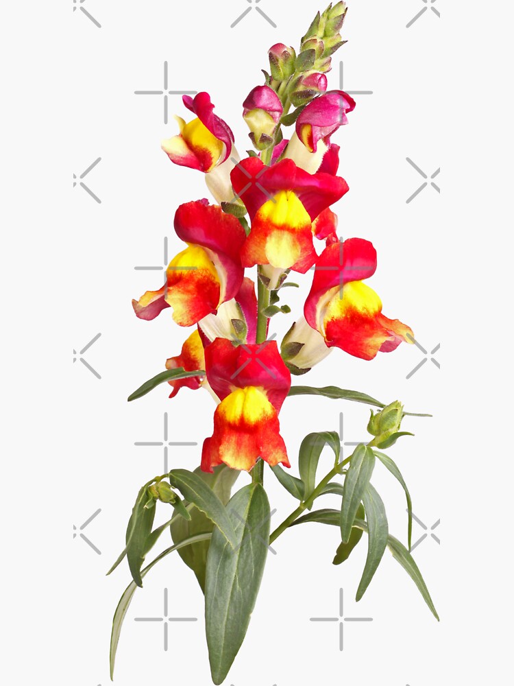 "vintage snapdragons" Sticker for Sale by elghachihades | Redbubble