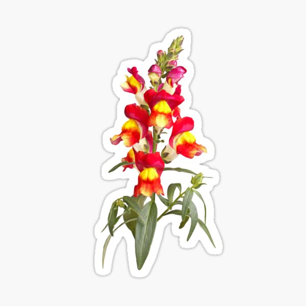 "vintage snapdragons" Sticker for Sale by elghachihades | Redbubble