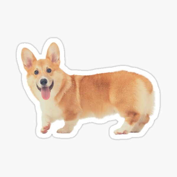 "Corgi Walking Around" Sticker for Sale by Thinesy | Redbubble