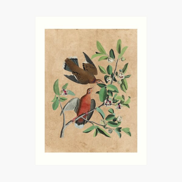 "Vintage Illustration of Birds: On Parchment Background" Art Print for ...