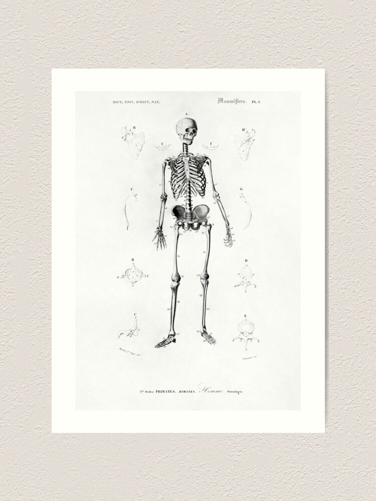 "spooky human anatomy skeleton | science victorian pencil sketch ...