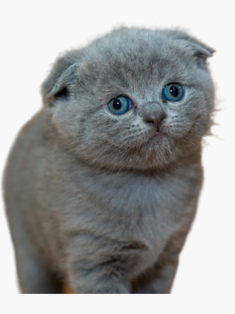 "Goofy cat" Sticker for Sale by Battyvamp | Redbubble