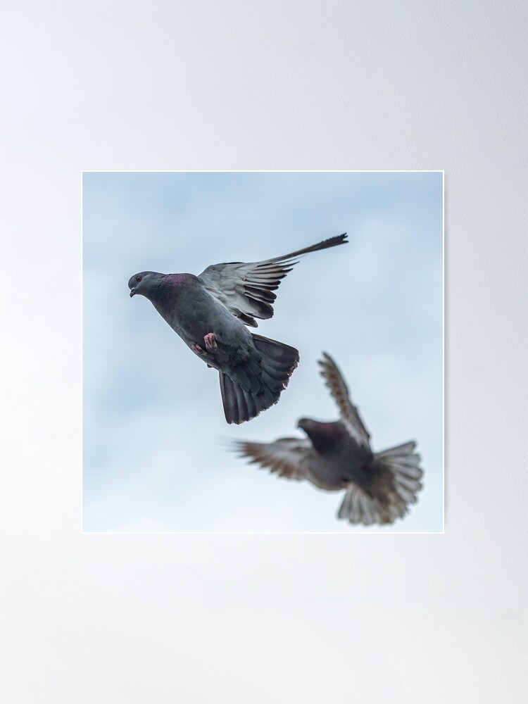 Dancing Flyer Pigeon