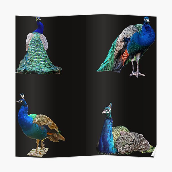 "Peacock Pack" Poster for Sale by Kawaii-Cuteness | Redbubble