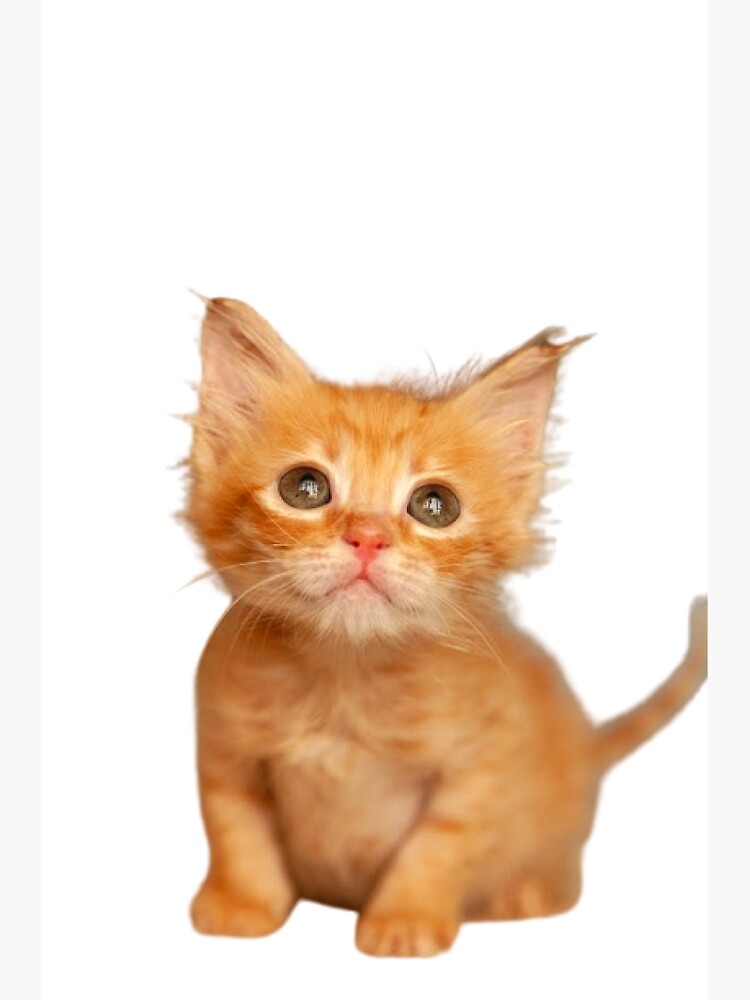 "Smol kitten" Poster for Sale by Battyvamp | Redbubble