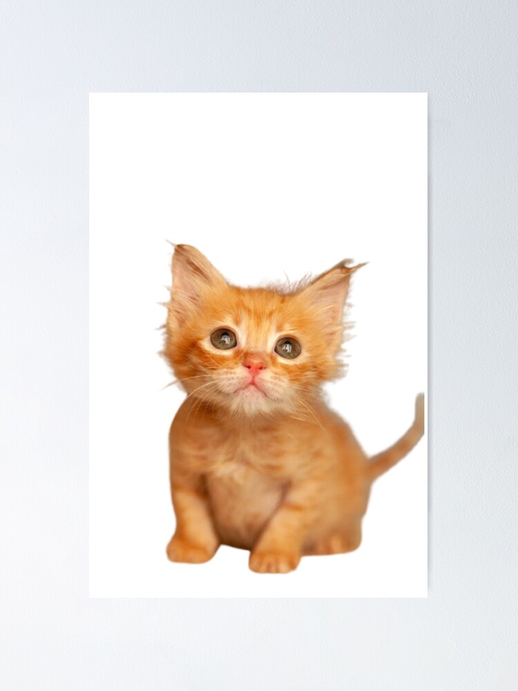"Smol kitten" Poster for Sale by Battyvamp | Redbubble