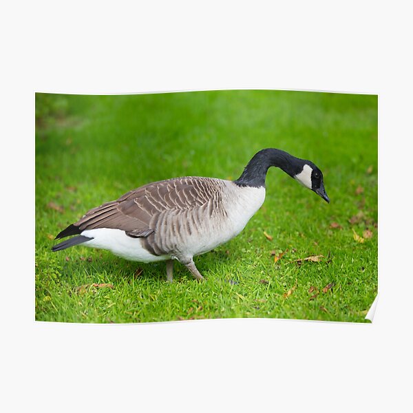 "Canada Goose" Poster for Sale by JadeWelchBirds | Redbubble